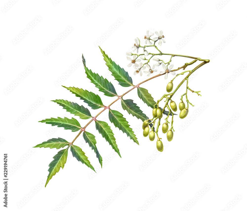 Neem tree leaf, flowers and fruit pencil illustration isolated on white ...