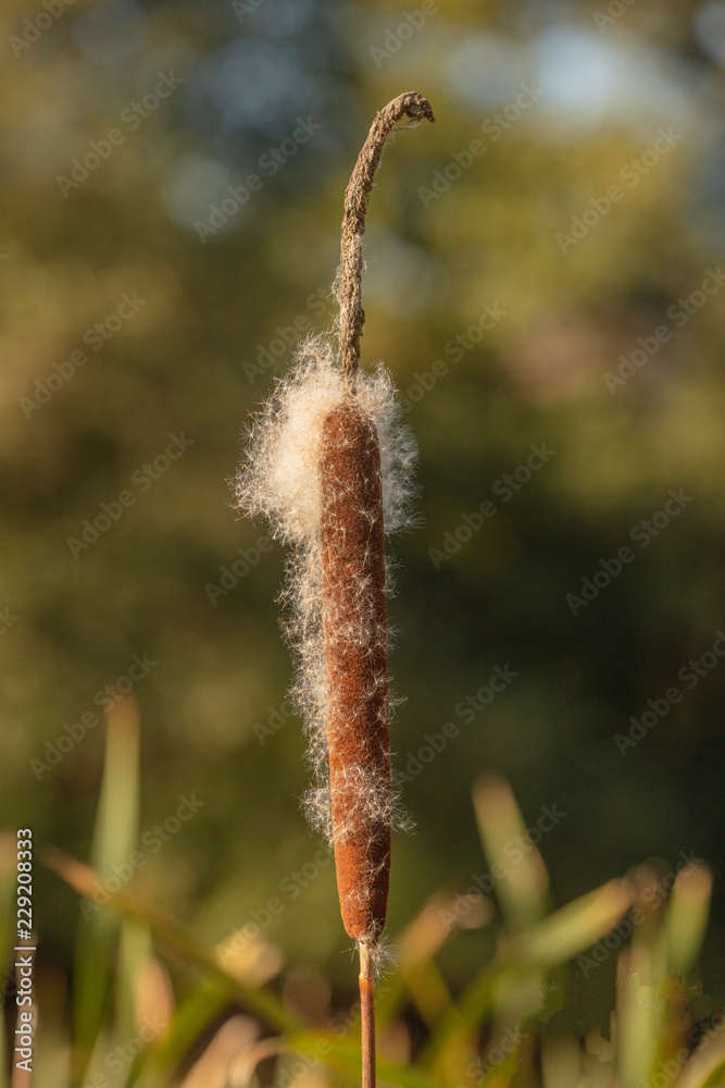 Why Does A Bulrush Or Cattail Explode