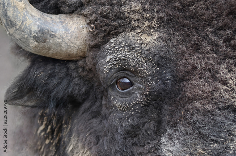 face of american bison in nature Stock Photo | Adobe Stock