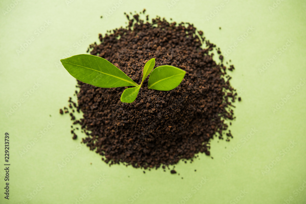 Black Tea Powder or dry dust with or without green leaf and served hot ...