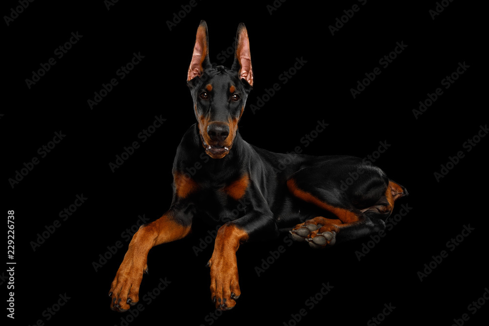 Adorable Doberman Dog, Obidient Lying with paws and Looking in Camera ...