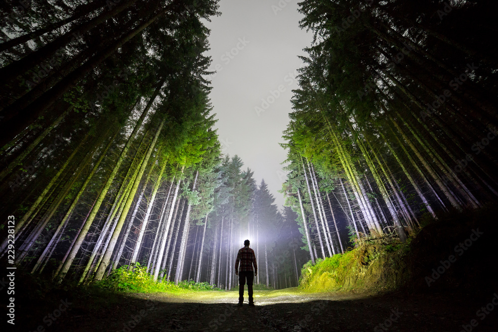 Man with head flashlight standing on forest road among tall fir-trees ...