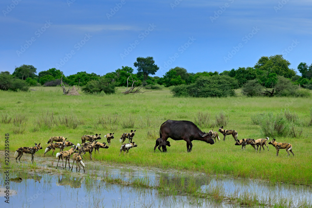 Fotka „Wild Dog Hunting in Botswana, buffalo cow and calf with predator ...