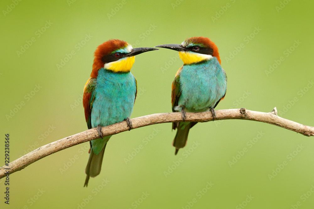 Pair of beautiful birds European Bee-eaters, Merops apiaster, sitting ...