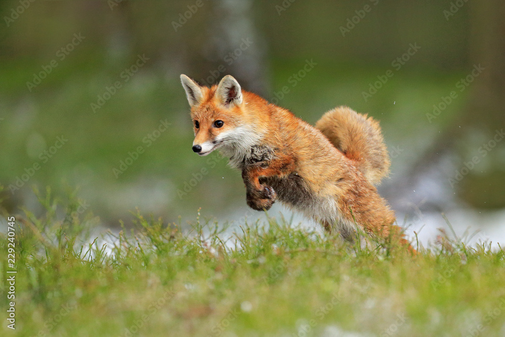 Foto de Red Fox jumping , Vulpes vulpes, wildlife scene from Europe ...