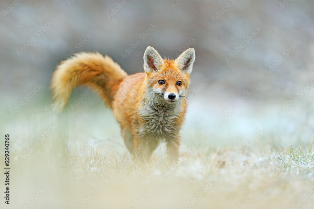 Red Fox jumping , Vulpes vulpes, wildlife scene from Europe. Orange fur ...