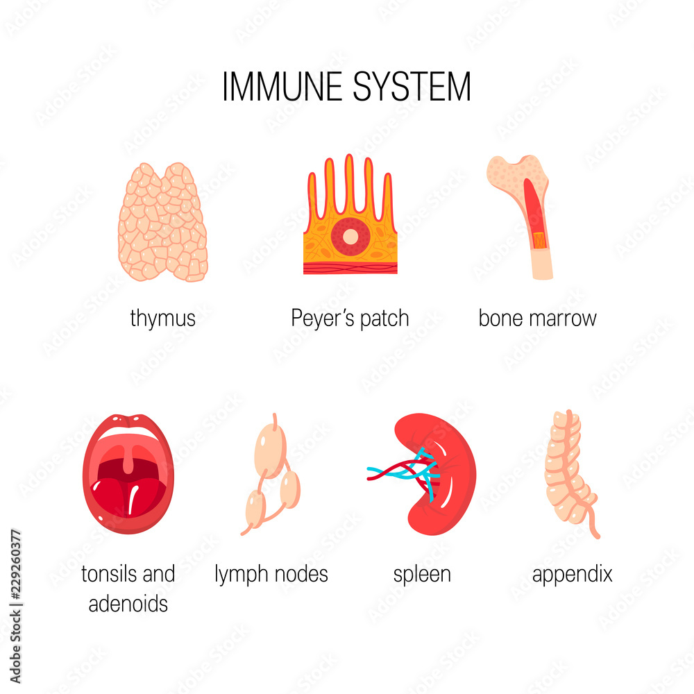 Immune system vector concept Stock Vector | Adobe Stock