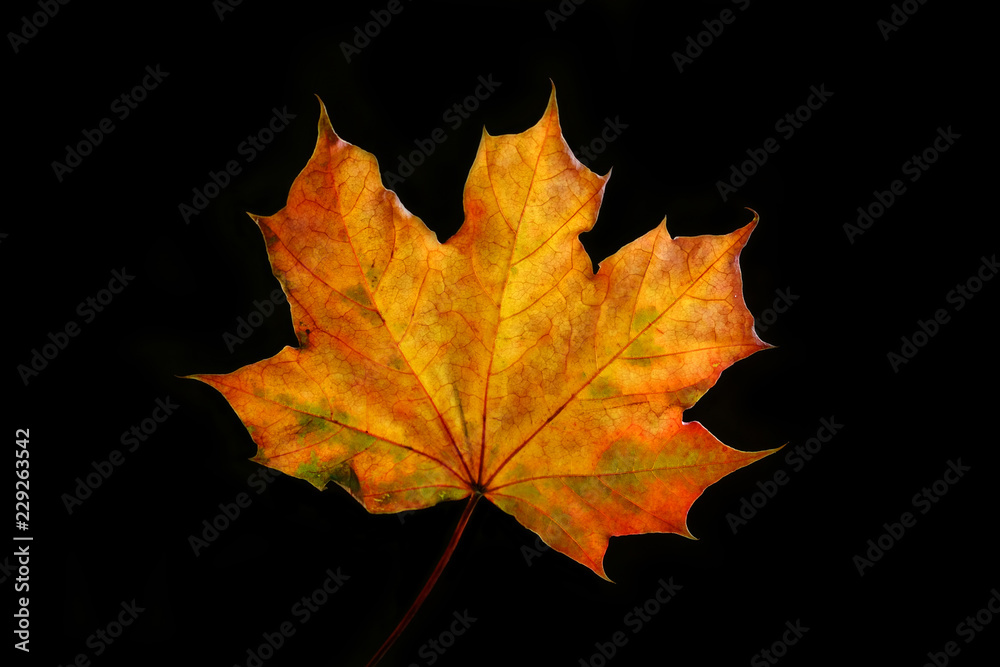 Maple leaf on black background Stock Photo | Adobe Stock