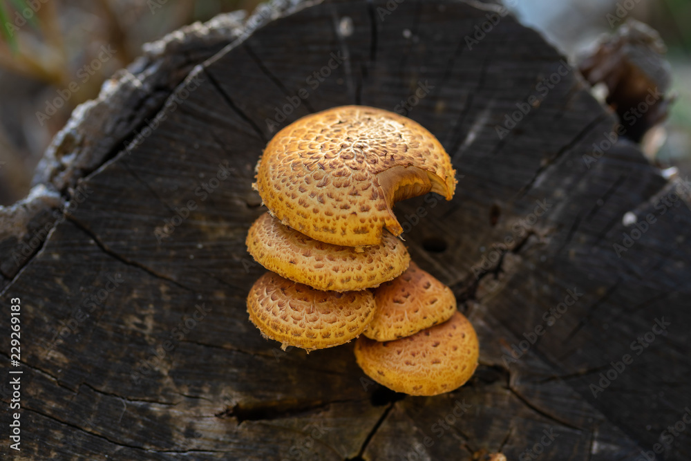 Gelber Baumpilz / Pilze Stock Photo | Adobe Stock