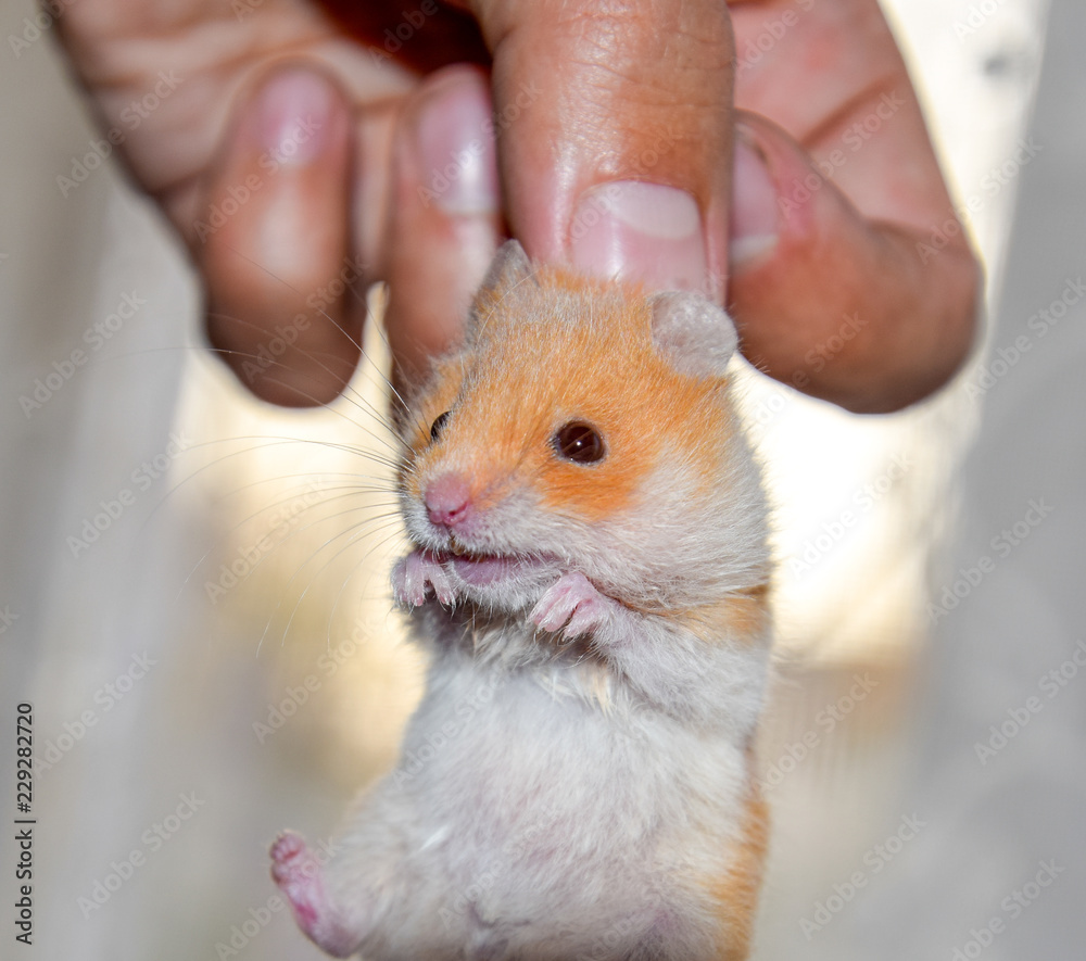 Hamster in hand. Hamster hold the scruff. Hamster held with fingers ...