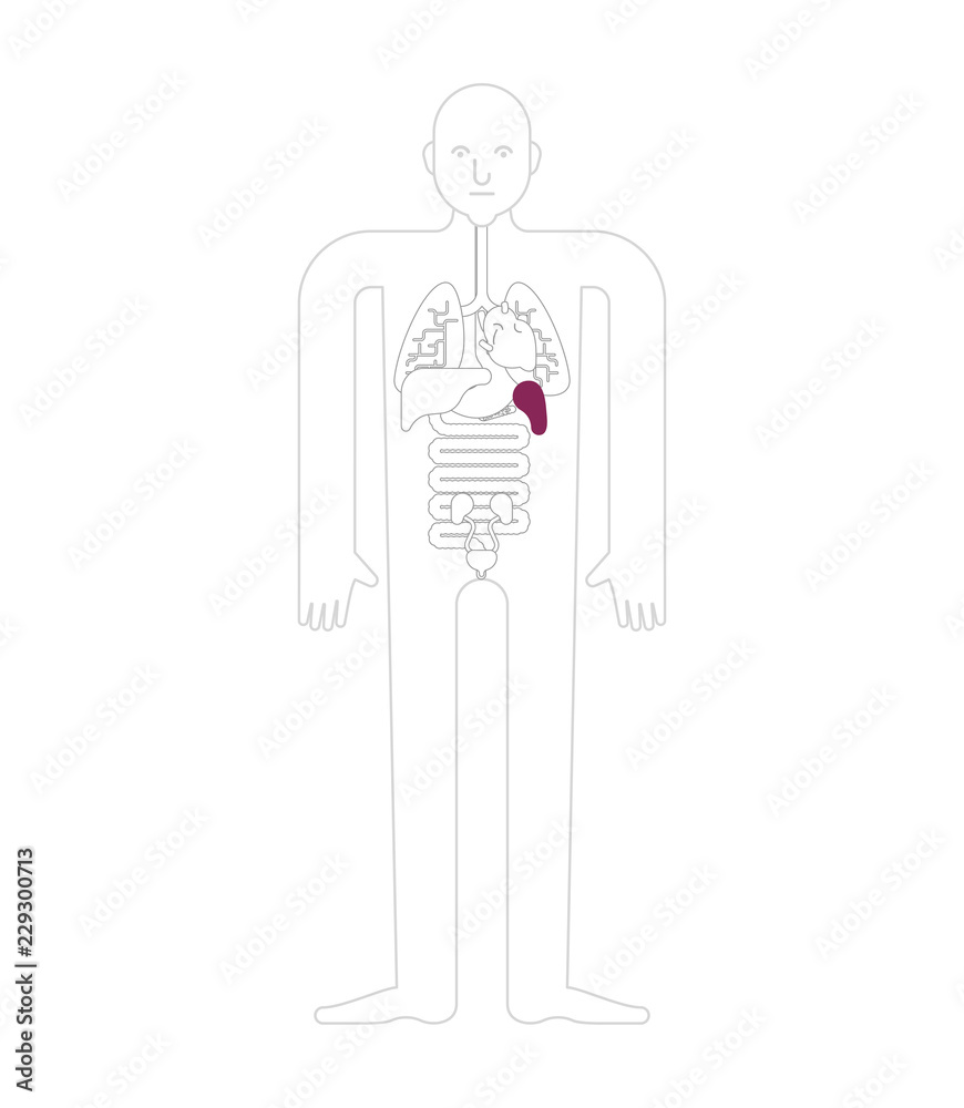 Spleen Human anatomy. Gastrointestinal tract Internal organs. Systems ...