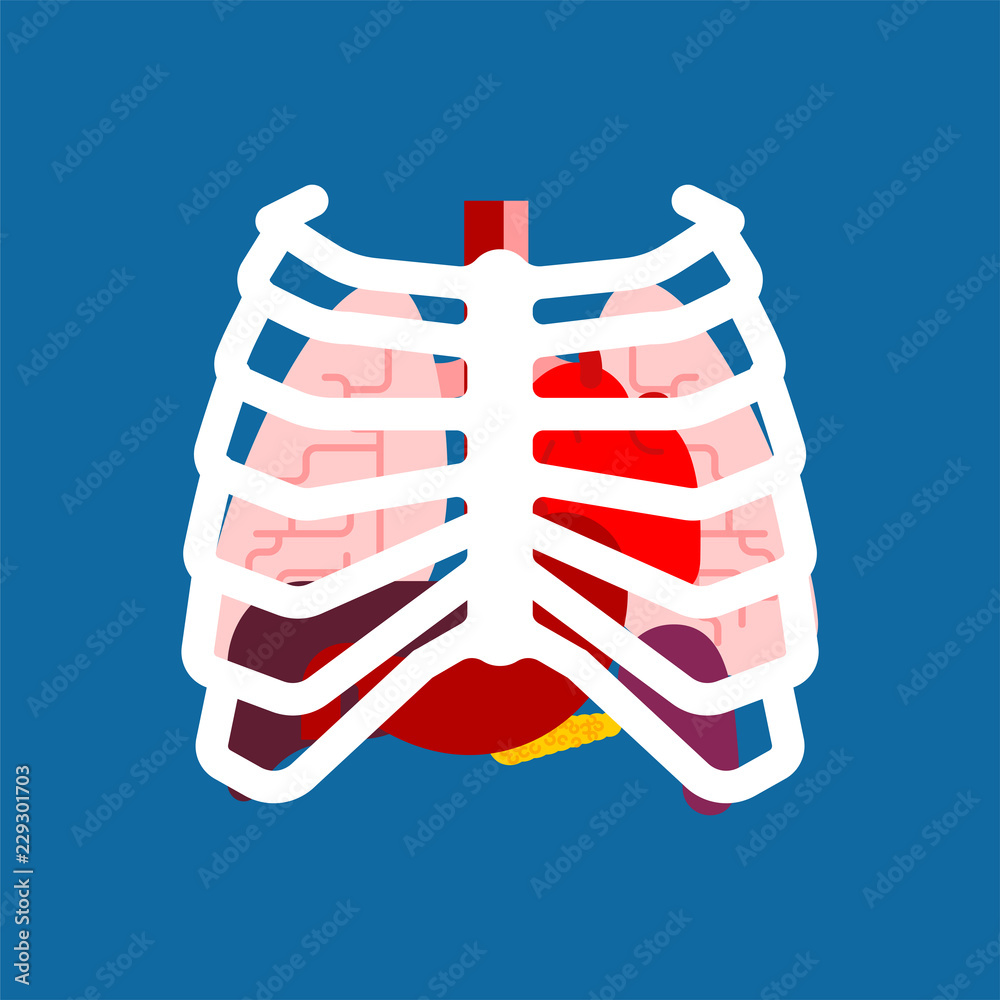 Rib cage and Internal organs. Human anatomy. Systems of man body and ...