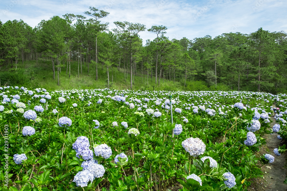 Panoramic view of Hydrangea flower field in Dalat, Vietnam. Da lat is ...