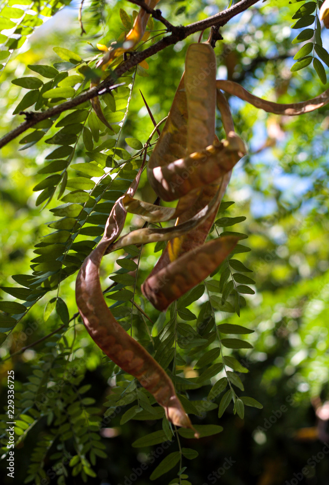 Gledicia three-lobed or Gledicia vulgaris (Latin Gleditsia triacanthos ...