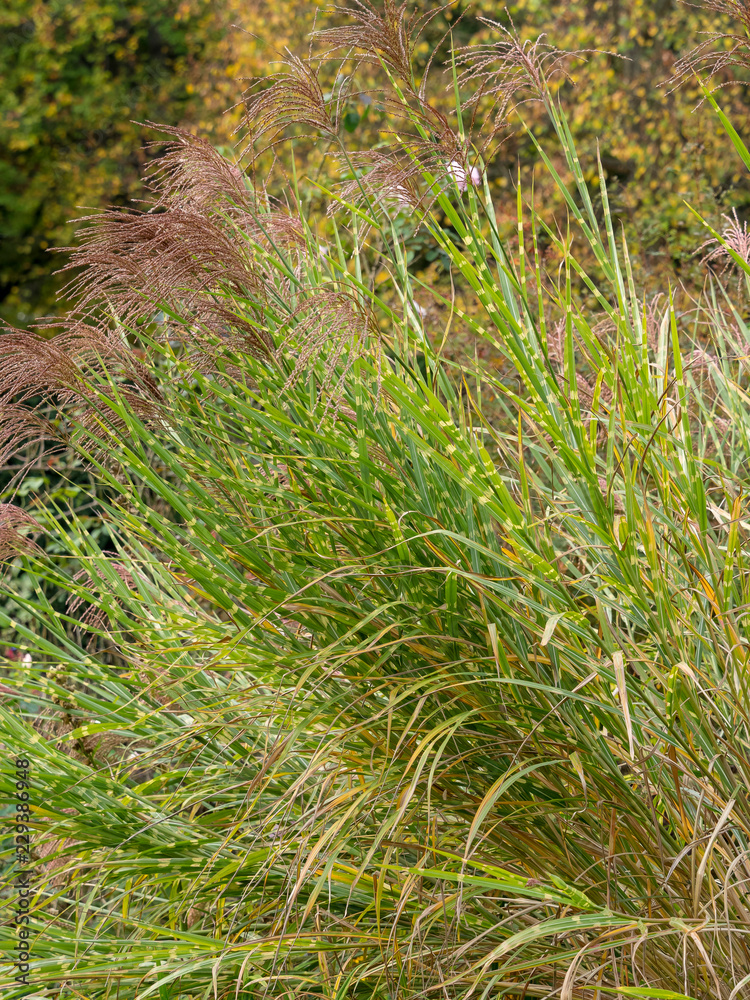 Eulalies zébrées au feuillage panaché à bandes horizontales jaune crême ...