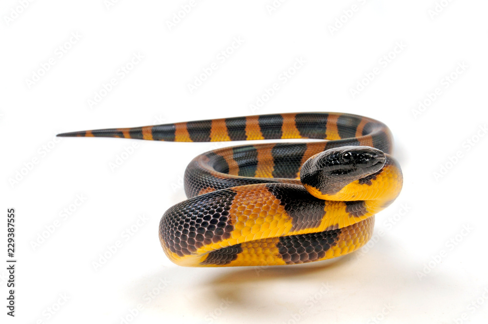 Bismarck-Ringpython (Bothrochilus boa) - Bismarck ringed python Stock ...
