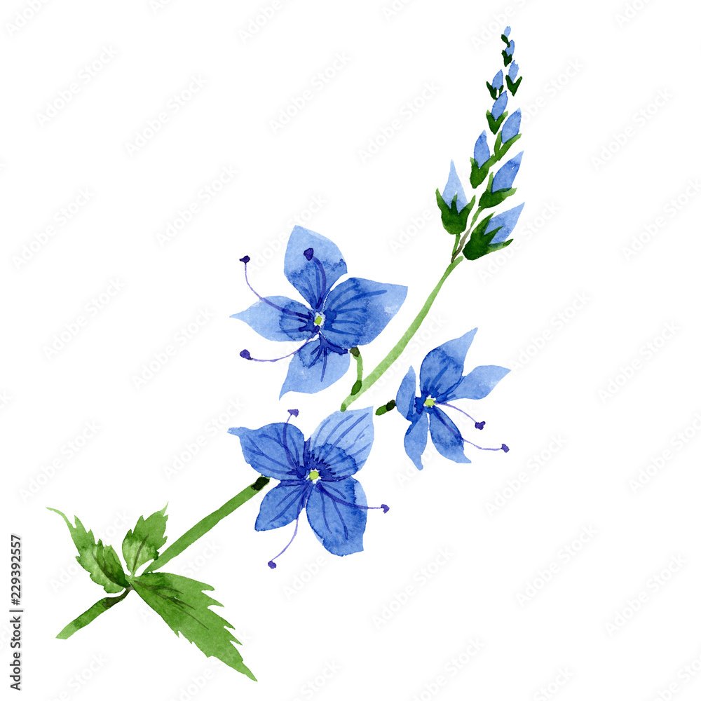 Watercolor blue Veronica flower. Floral botanical flower. Isolated ...