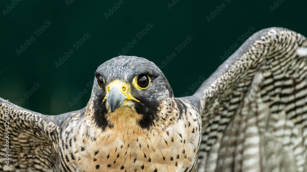 Peregrine falcon close up of head and shoulders showing yellow bill and ...