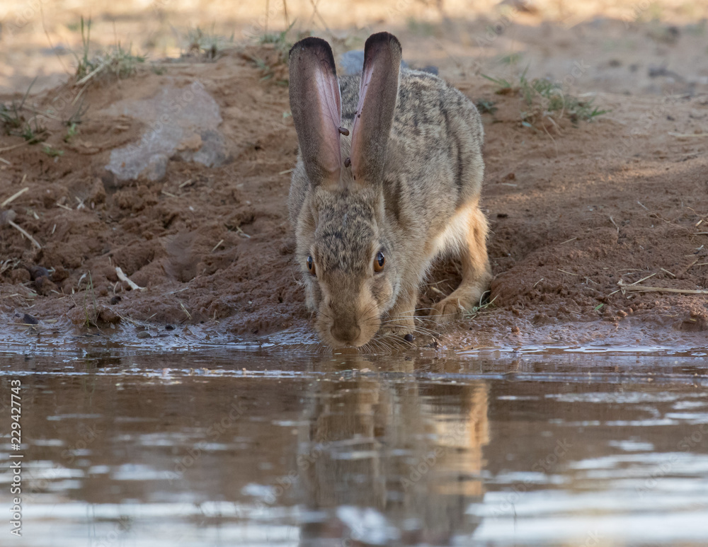 One cape hare drinking water in the Witsand nature reserve in South ...
