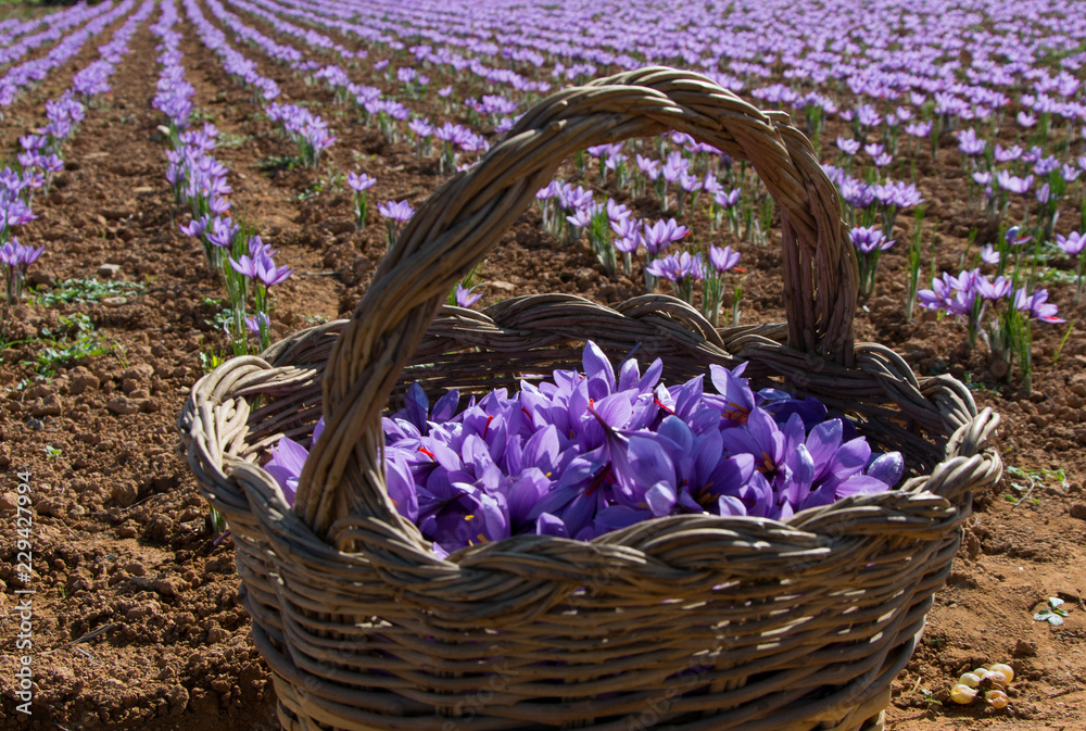 Cultivo del azafrán en campos de España, cesto de rosa de azafrán Stock ...
