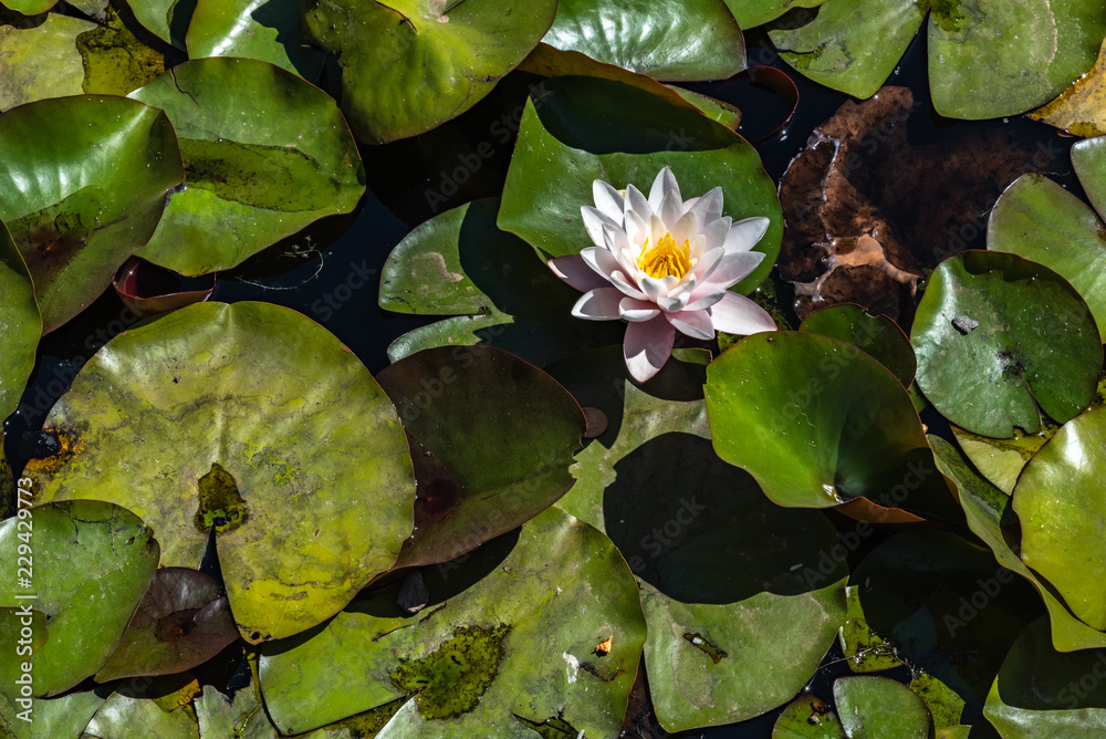 Detailed close-up of a lotus flower and a lot of leaves floating in the ...