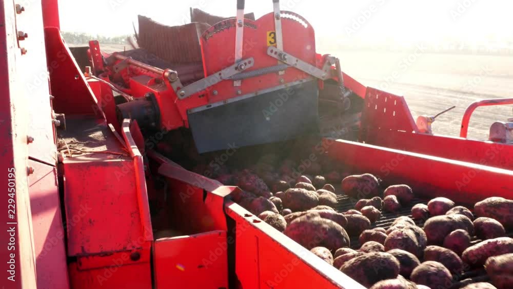Vidéo Stock close-up. Red colored potato harvester, digs up and places ...