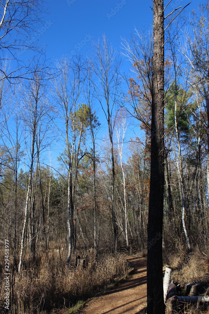 1 thick tree and lots of thin trees Stock Photo | Adobe Stock