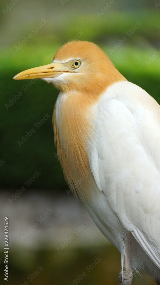 The cattle egret is a cosmopolitan species of heron found in the ...