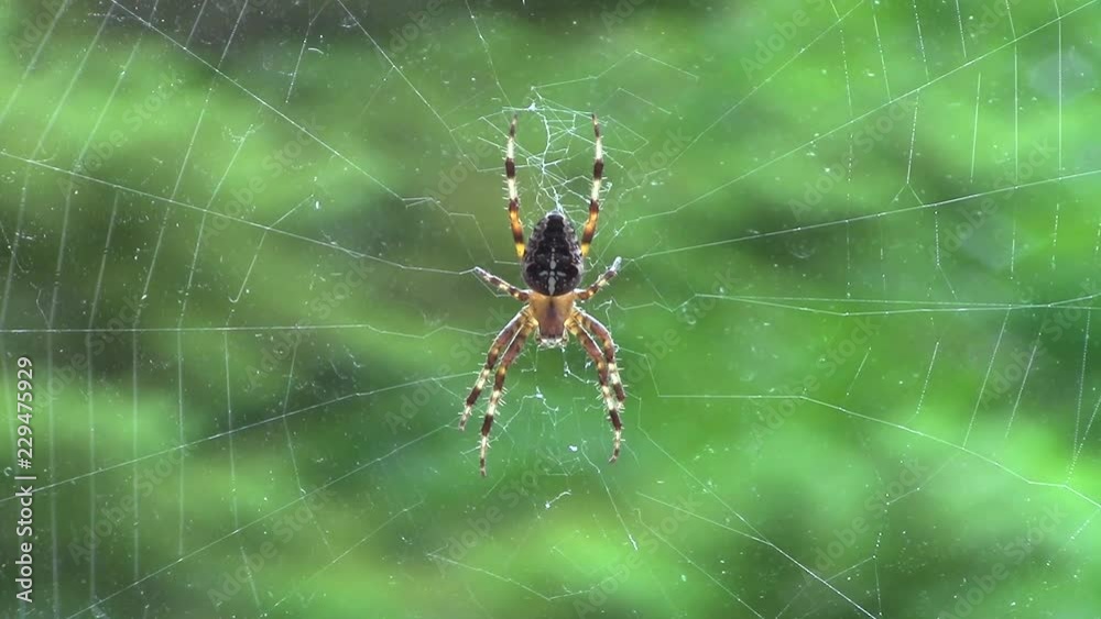 Spider. Garden Cross Spider. (Cross Orb-weaver) Araneus diadematus ...