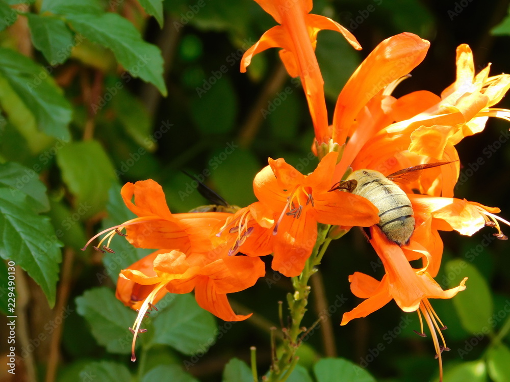 Foto de Cape honeysuckle or Tecomaria capensis shrub with orange ...