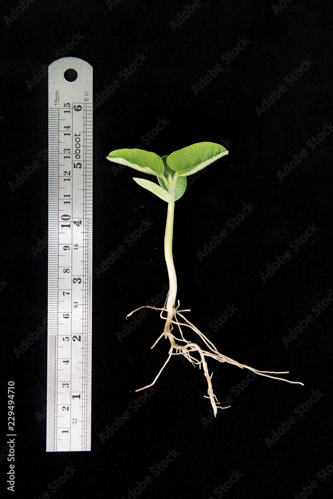 soybean at VC stage - cotyledons and unifoliate leaves fully expanded ...
