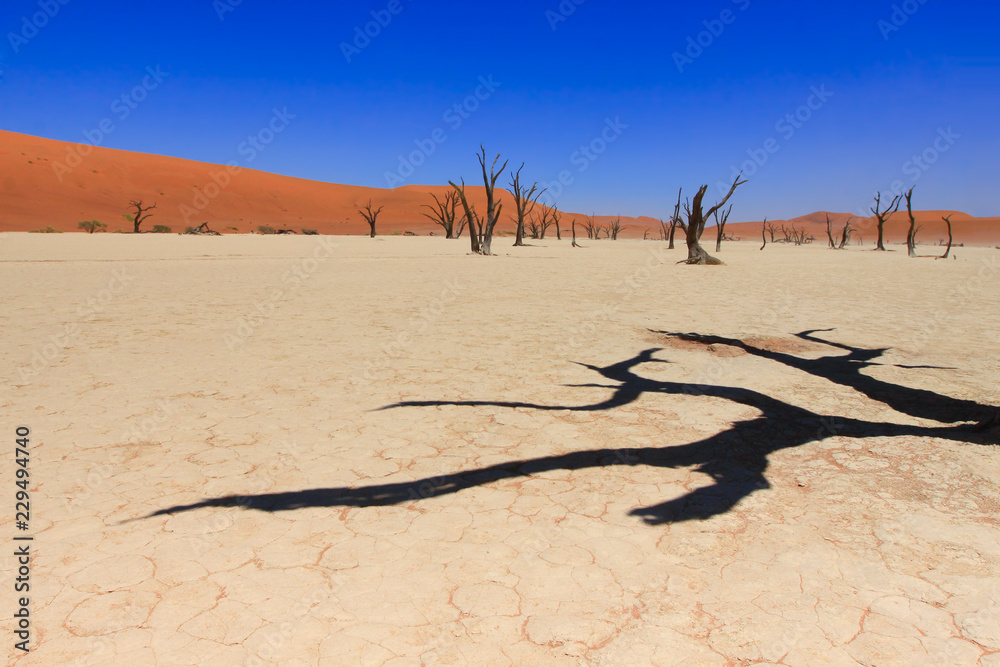 The shadow of the deadwood in clay plateau in the Central part of the ...