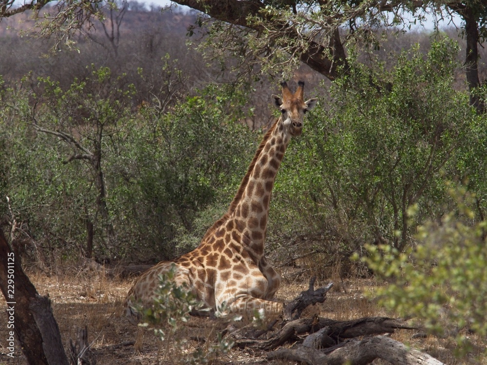Giraffe Lying Down