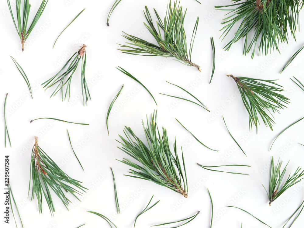 Pattern of pine needles, flat layout, top view. Stock Photo | Adobe Stock