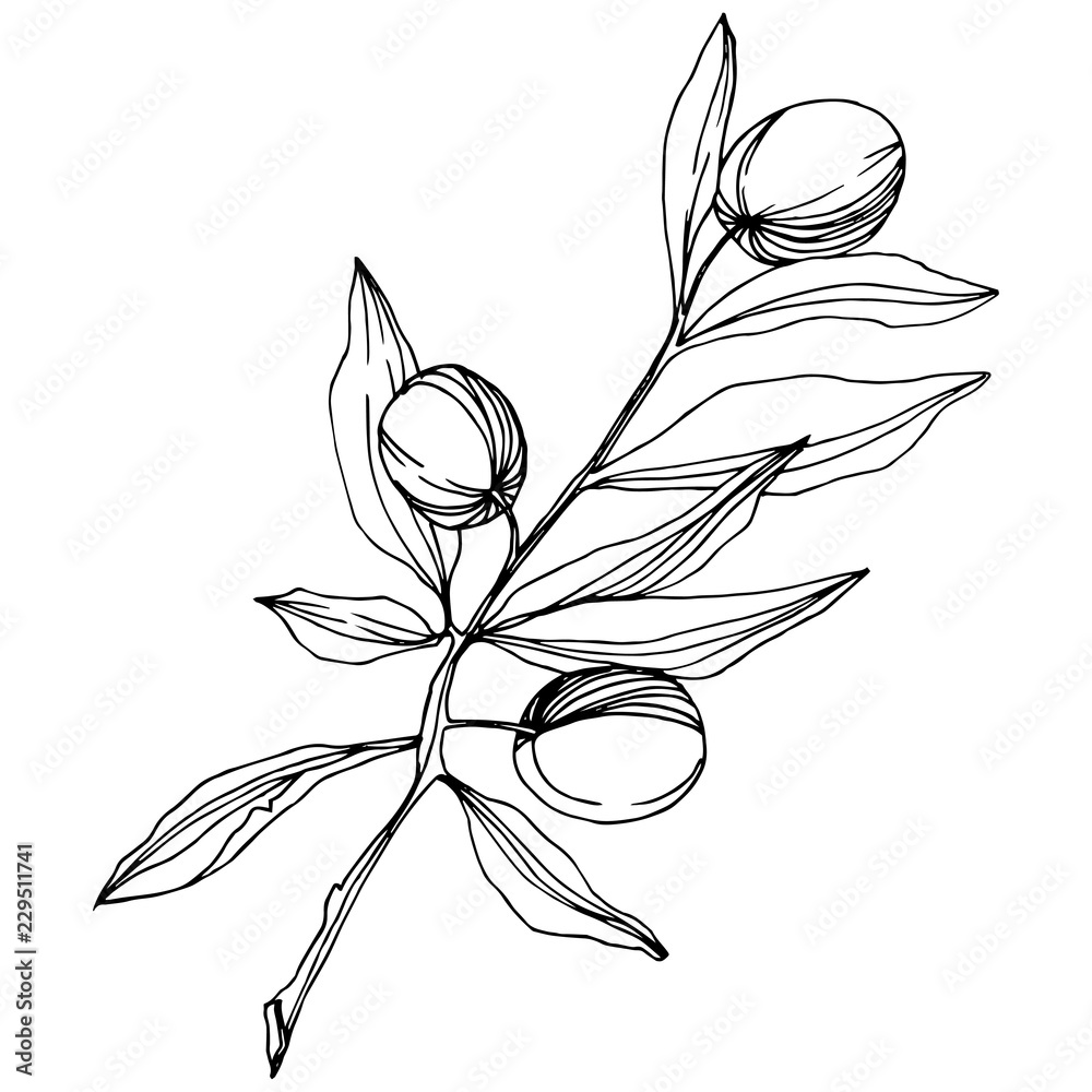 Olive tree in a vector style isolated. Black and white engraved ink art ...