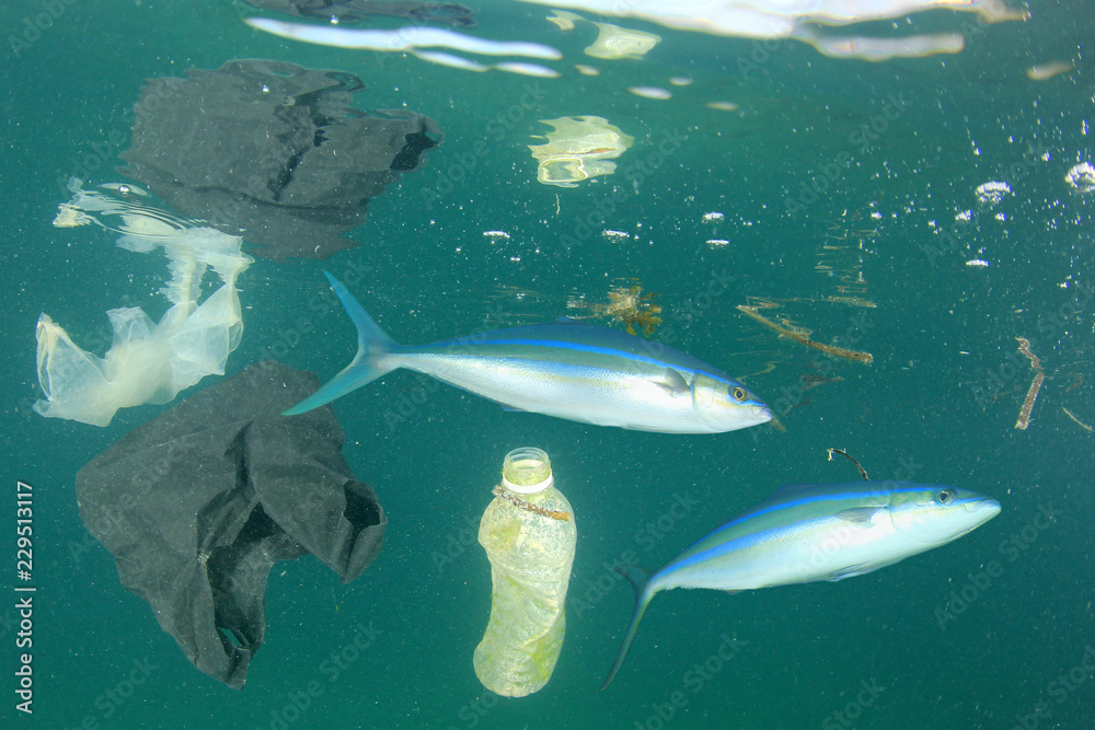 Fish and plastic pollution in ocean Stock Photo | Adobe Stock