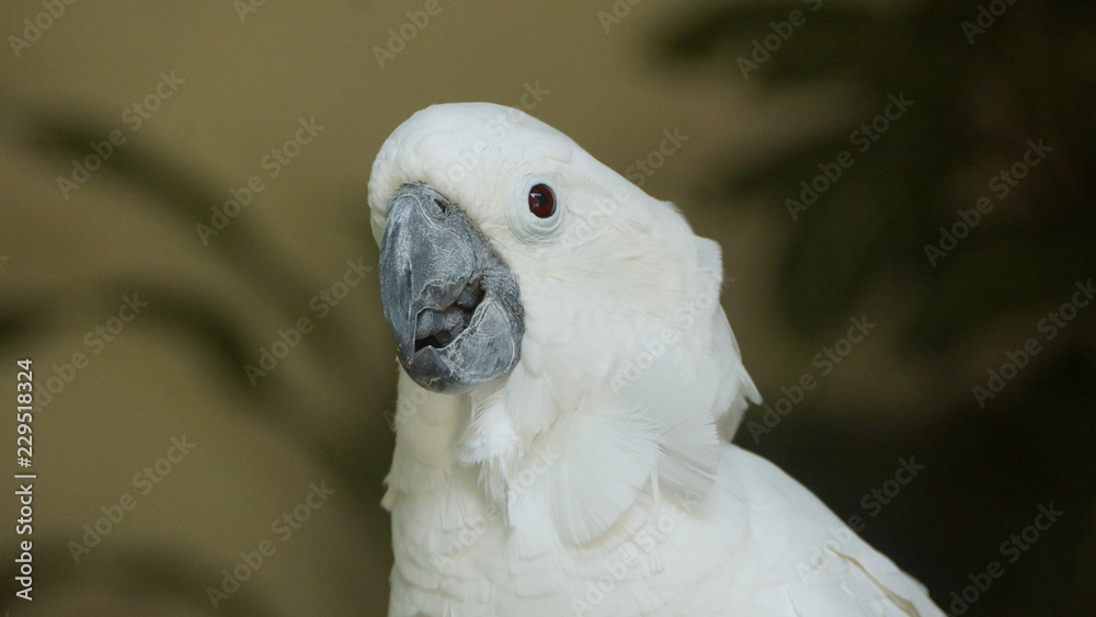 The white cockatoo, also known as the umbrella cockatoo, is a medium ...