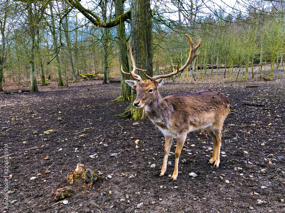 Red young deer with big horn in a forest looking at the camera marge ...