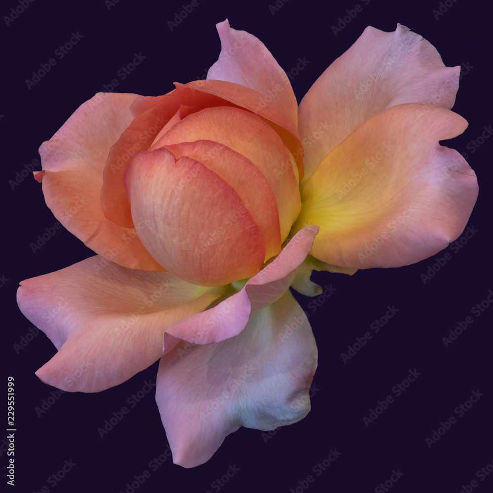 Single Flower Petal Texture