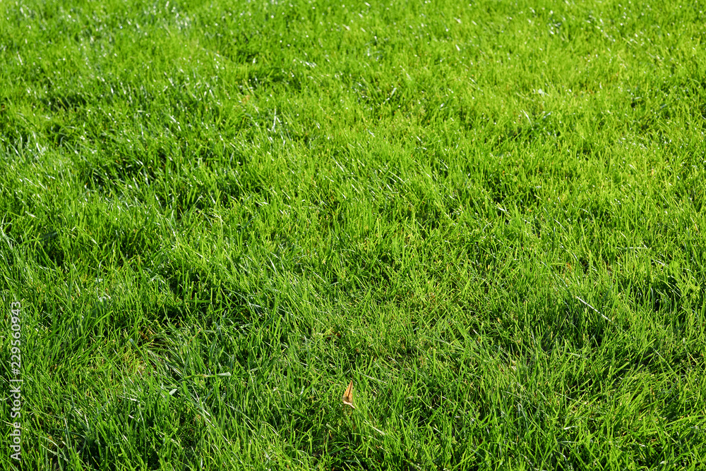 Grass Background Photoshop