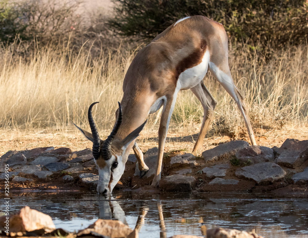 Springbok drinking water in Witsand Nature Reserve in South Africa ...