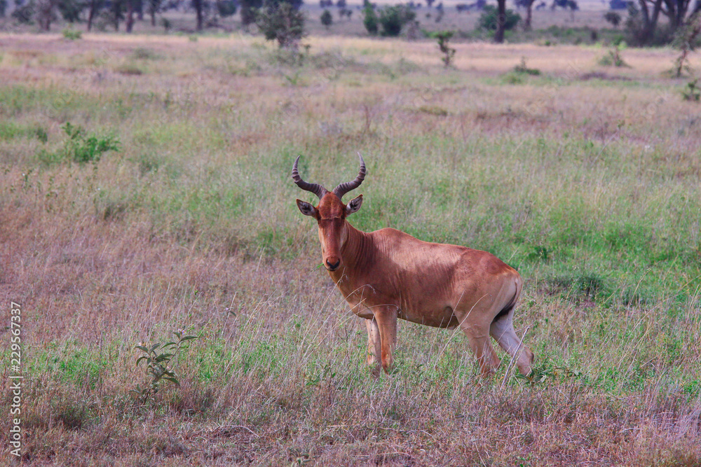 Cloven-hoofed animals of Savannah / Cow Antelope in the Savannah of the ...