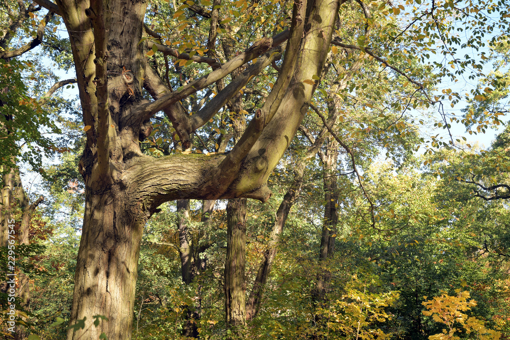 mischwald Stock Photo | Adobe Stock