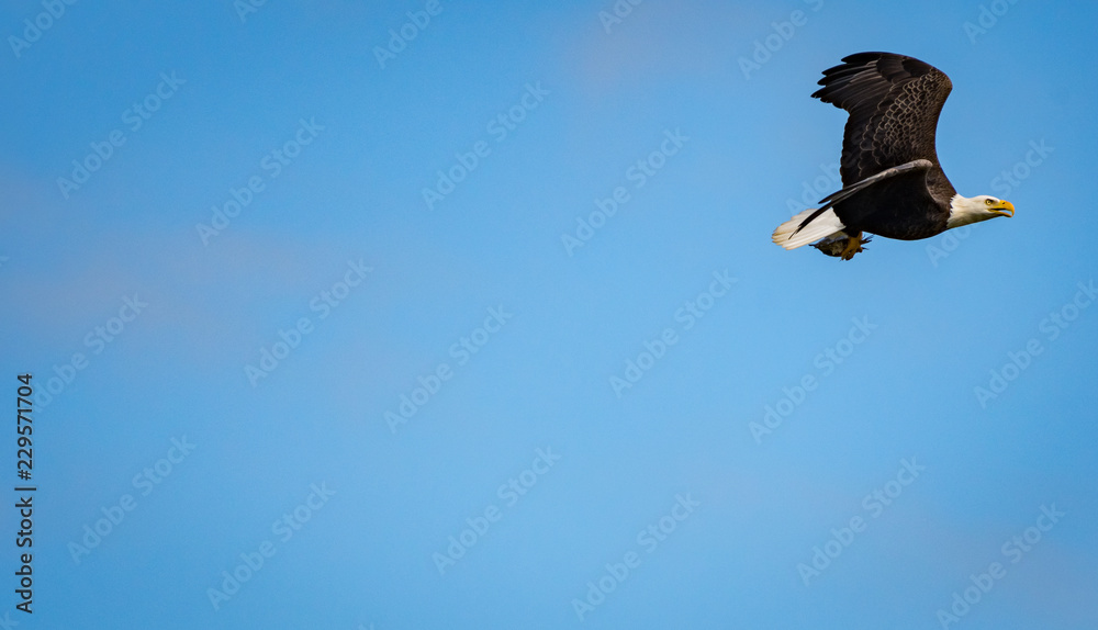Eagle Carrying Fish