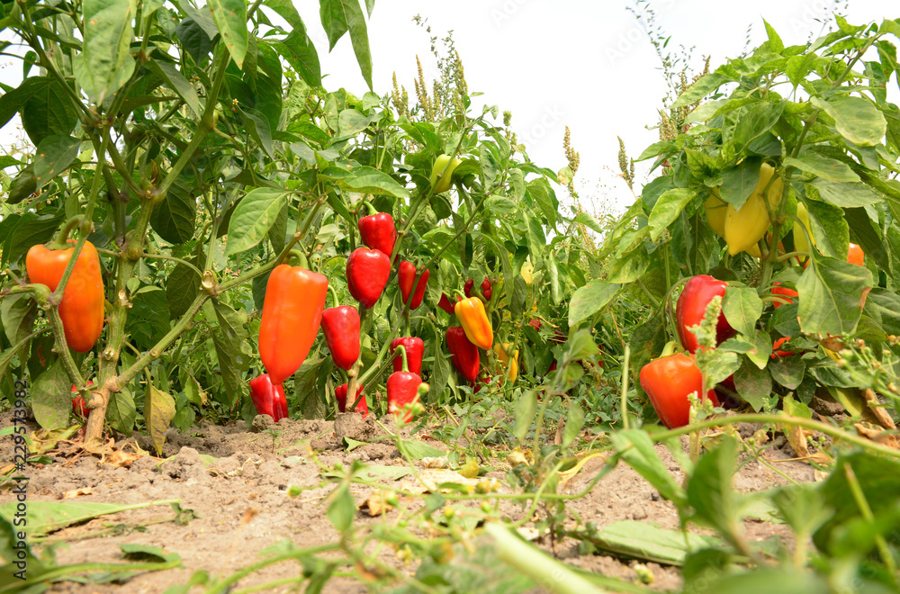 Bell pepper planting in the garden. Growing, harvesting bell peppers ...