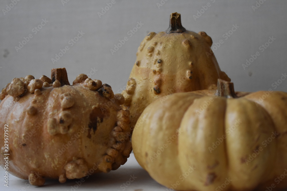 Diferentes tipos de calabazas Stock Photo | Adobe Stock