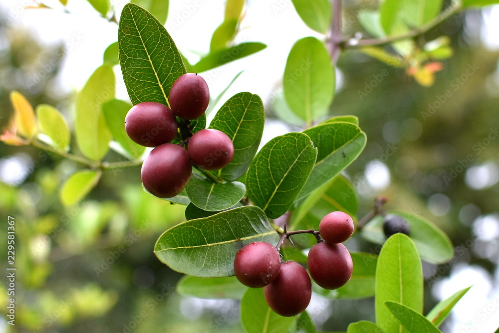 Carissa carandas (Korja Tenga in Assamese) is a indigenous fruit of ...