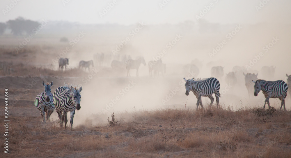 Wildebeest Zebra Stampede