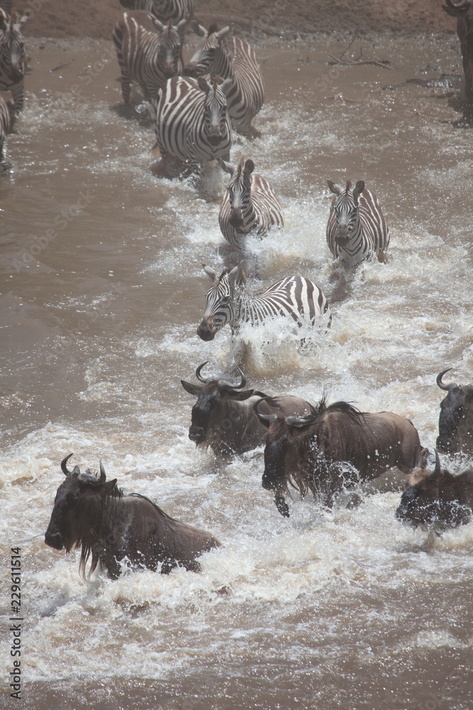Stampede of wildebeest and zebra crossing the river in the Great ...