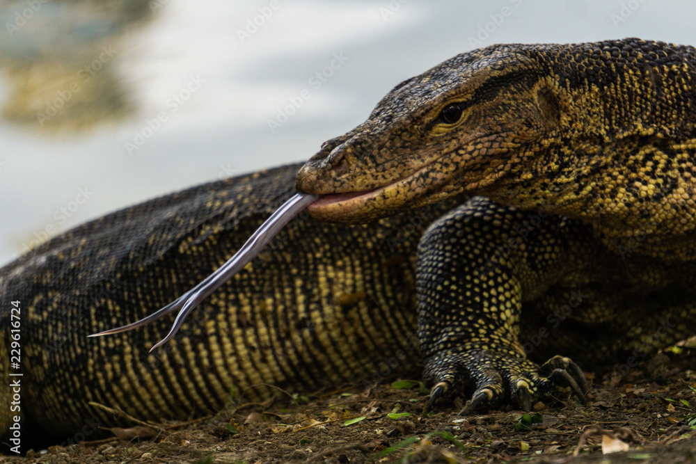 Massive Asian water monitor lizard spotted in Lumpini Park in Bangkok ...